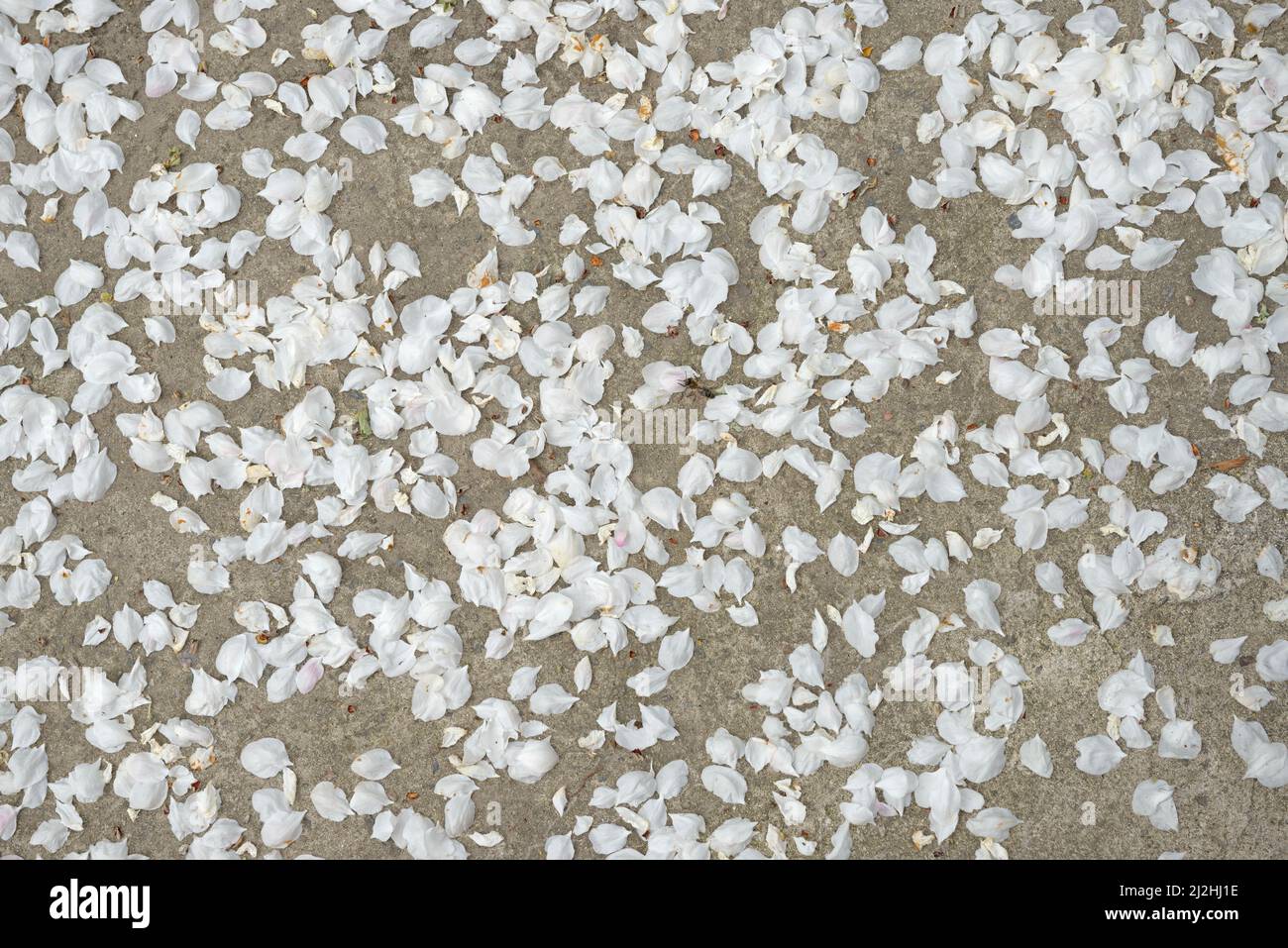 Fallen apple tree flowers hi-res stock photography and images - Alamy