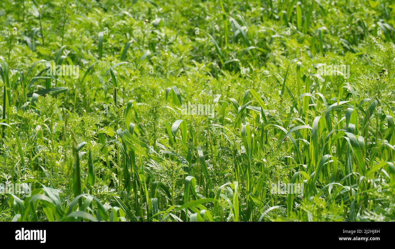 Field of green wild grass . Natural background Stock Photo - Alamy