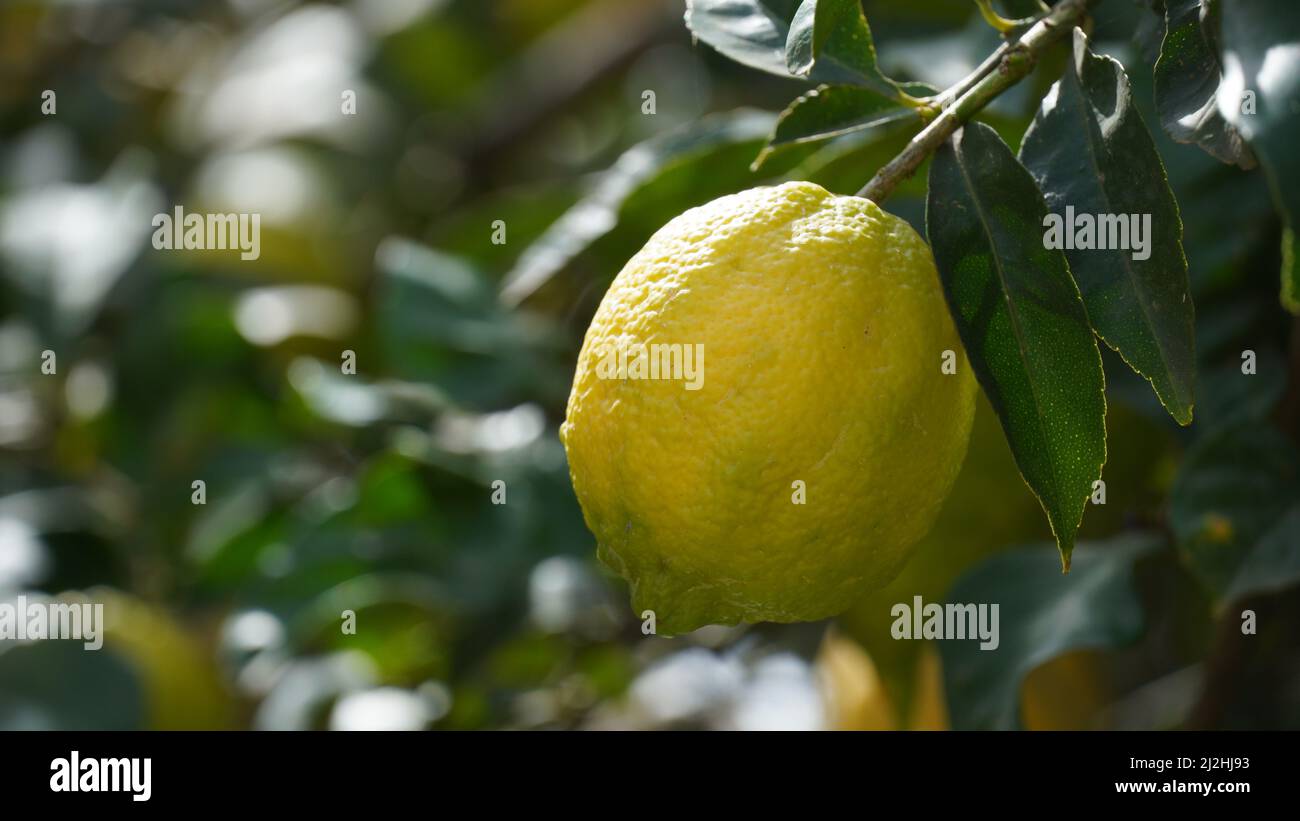 Fruit of lemon, on the branch. Bunches of fresh lemons on lemon tree in ...