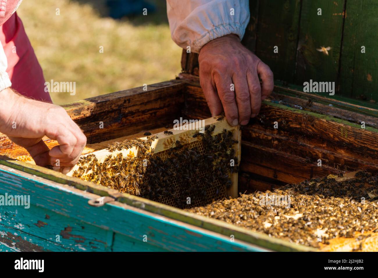 The beekeeper changes the frames in the evidence with bees. Beekeeping ...