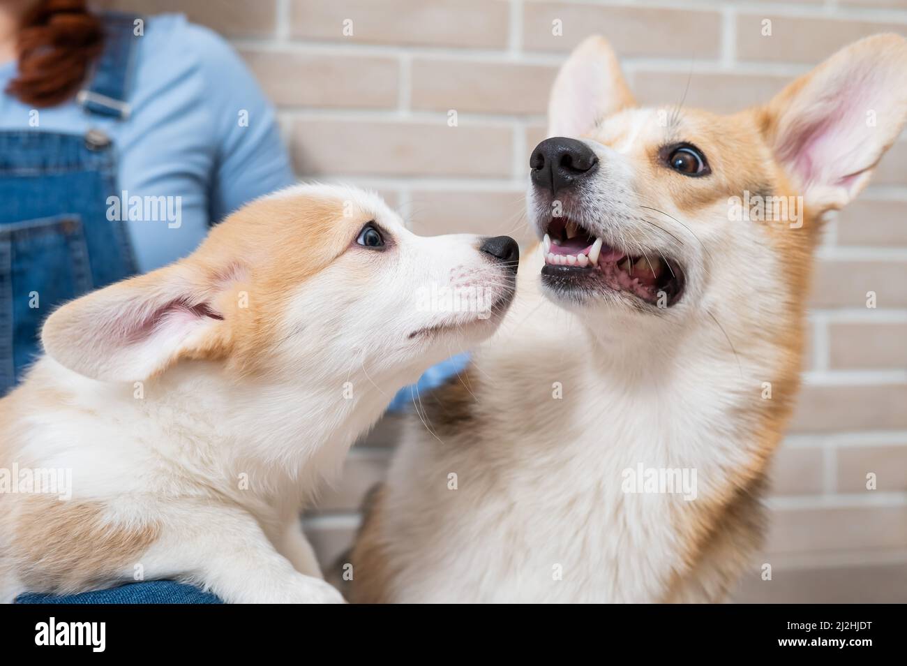 The owner holds a pembroke corgi mom and a puppy against the backdrop ...