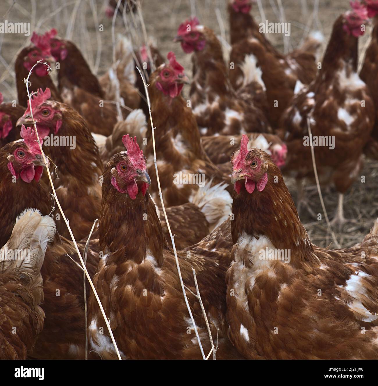 A flock of free range egg Layer chickens Stock Photo - Alamy
