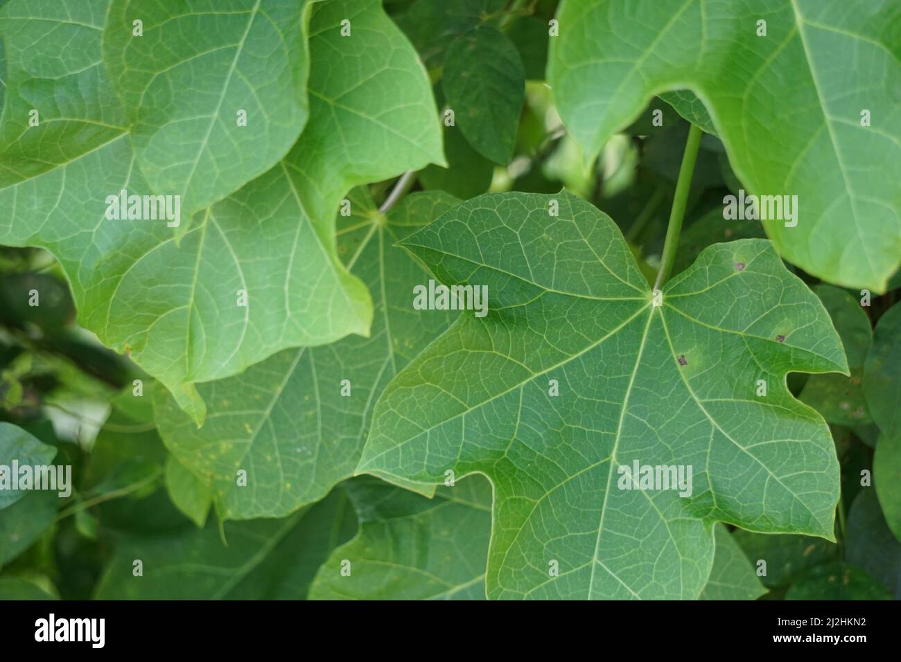 Jatropha curcas (Also called jarak pagar, physic nut, Barbados nut ...