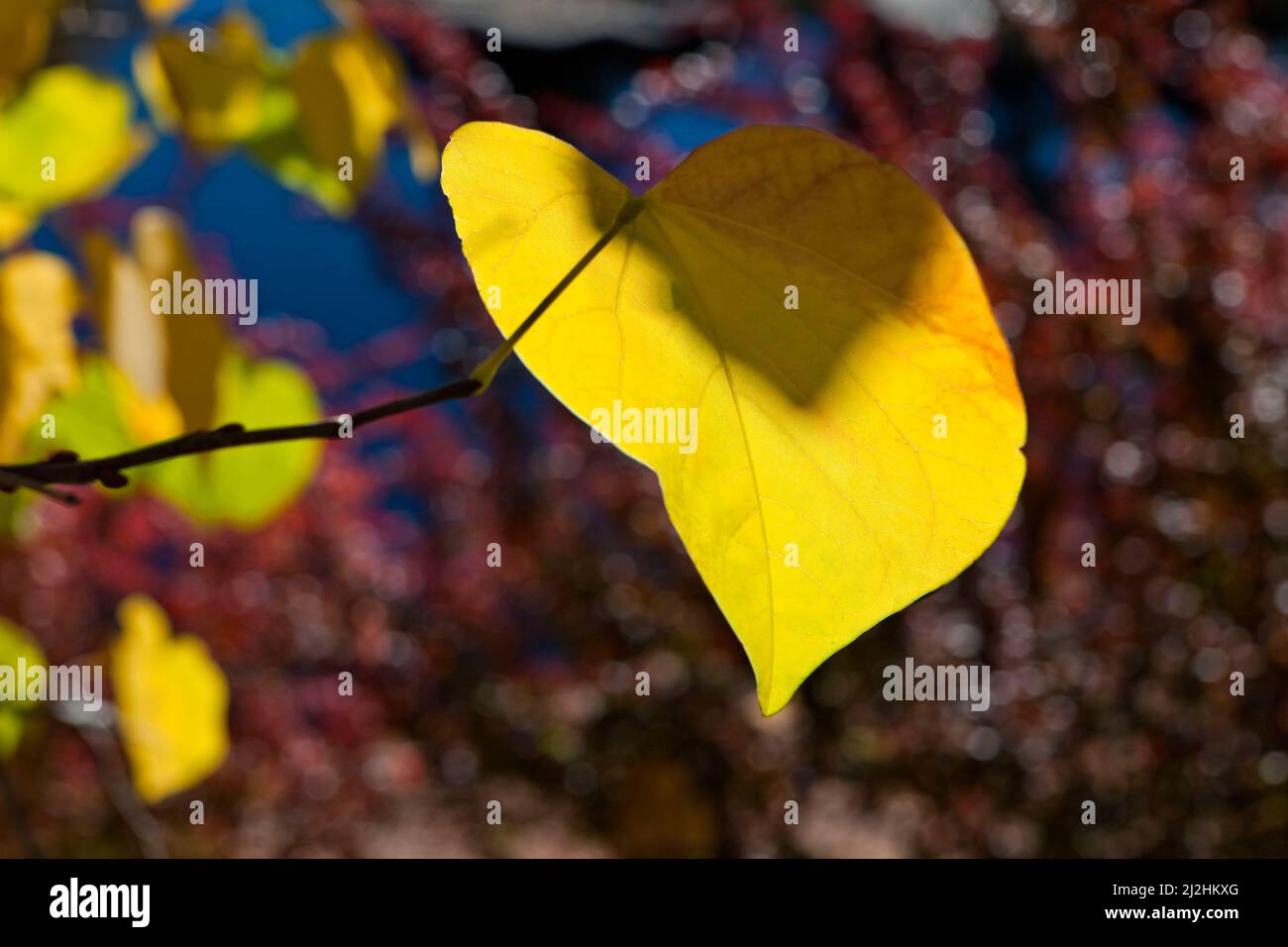 Yellow leaf Denver Botanic Gardens H Stock Photo - Alamy