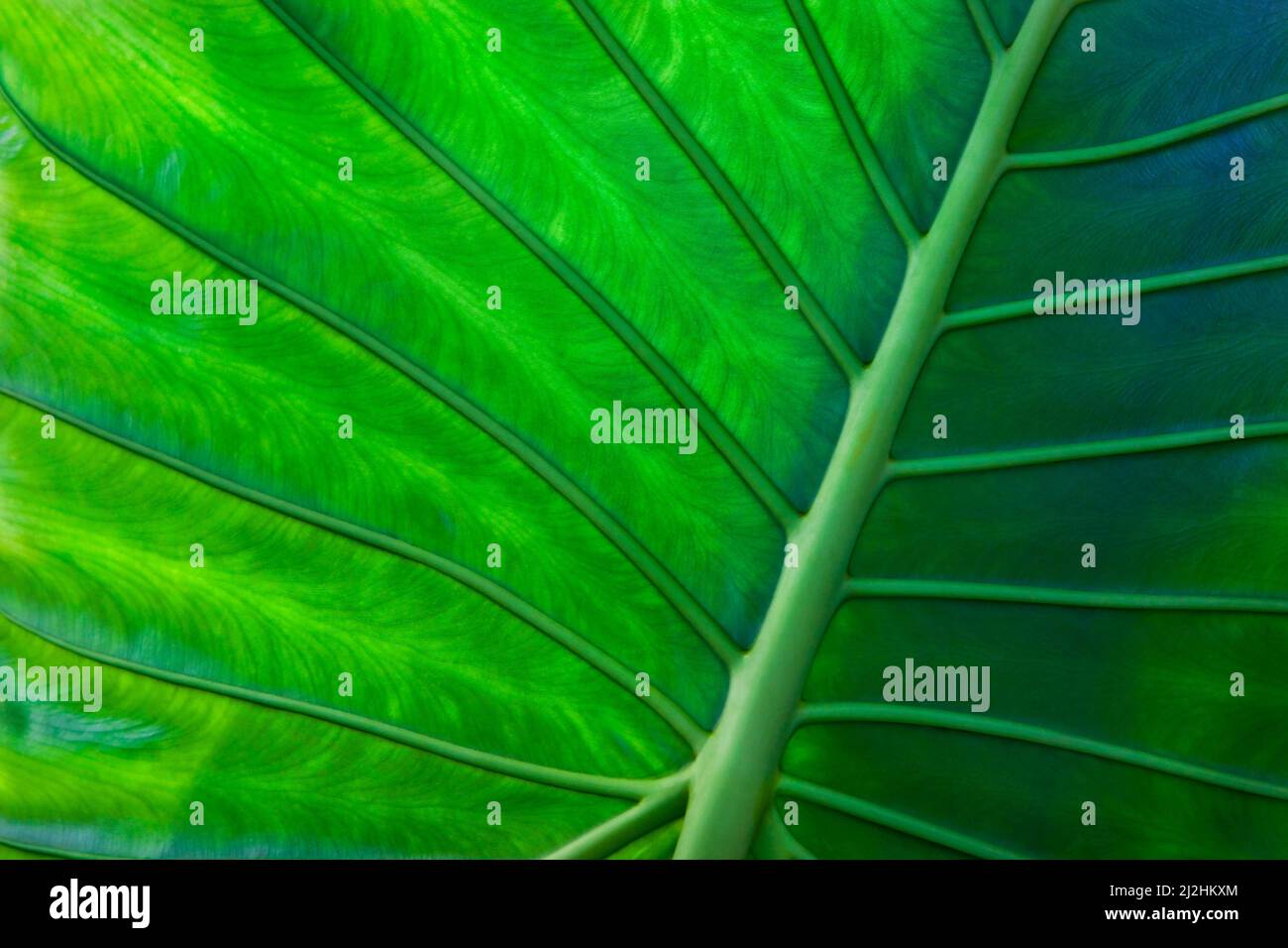 Ear leaf hi-res stock photography and images - Alamy