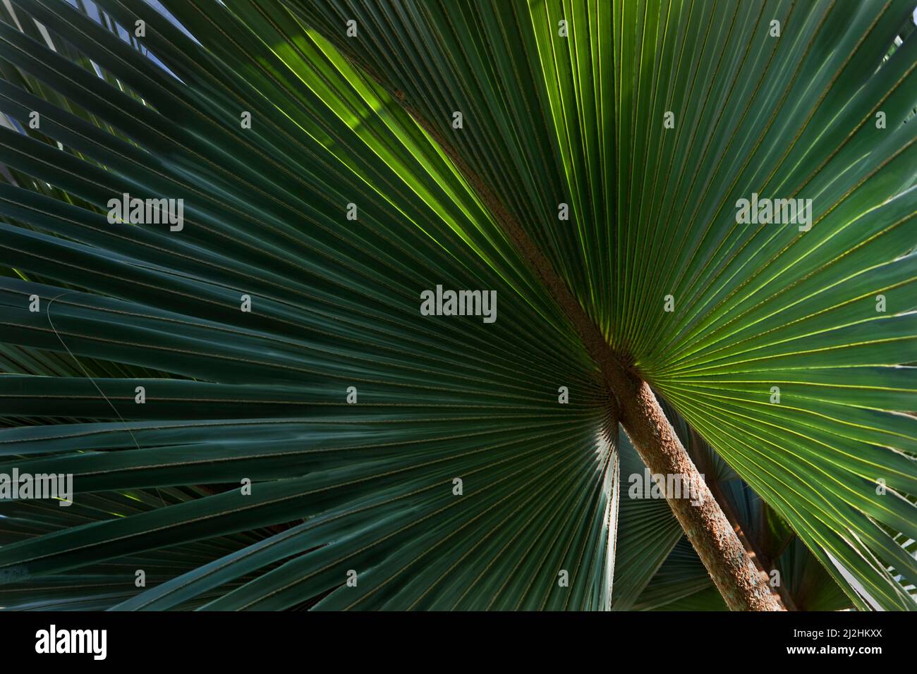 Palm leaf Denver Botanic Gardens H Stock Photo - Alamy