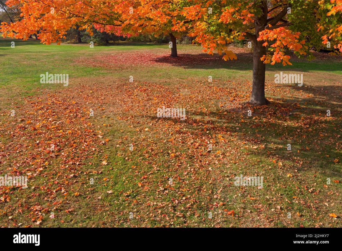 Colorful sugar maple trees in autumn, in Indiana Stock Photo - Alamy