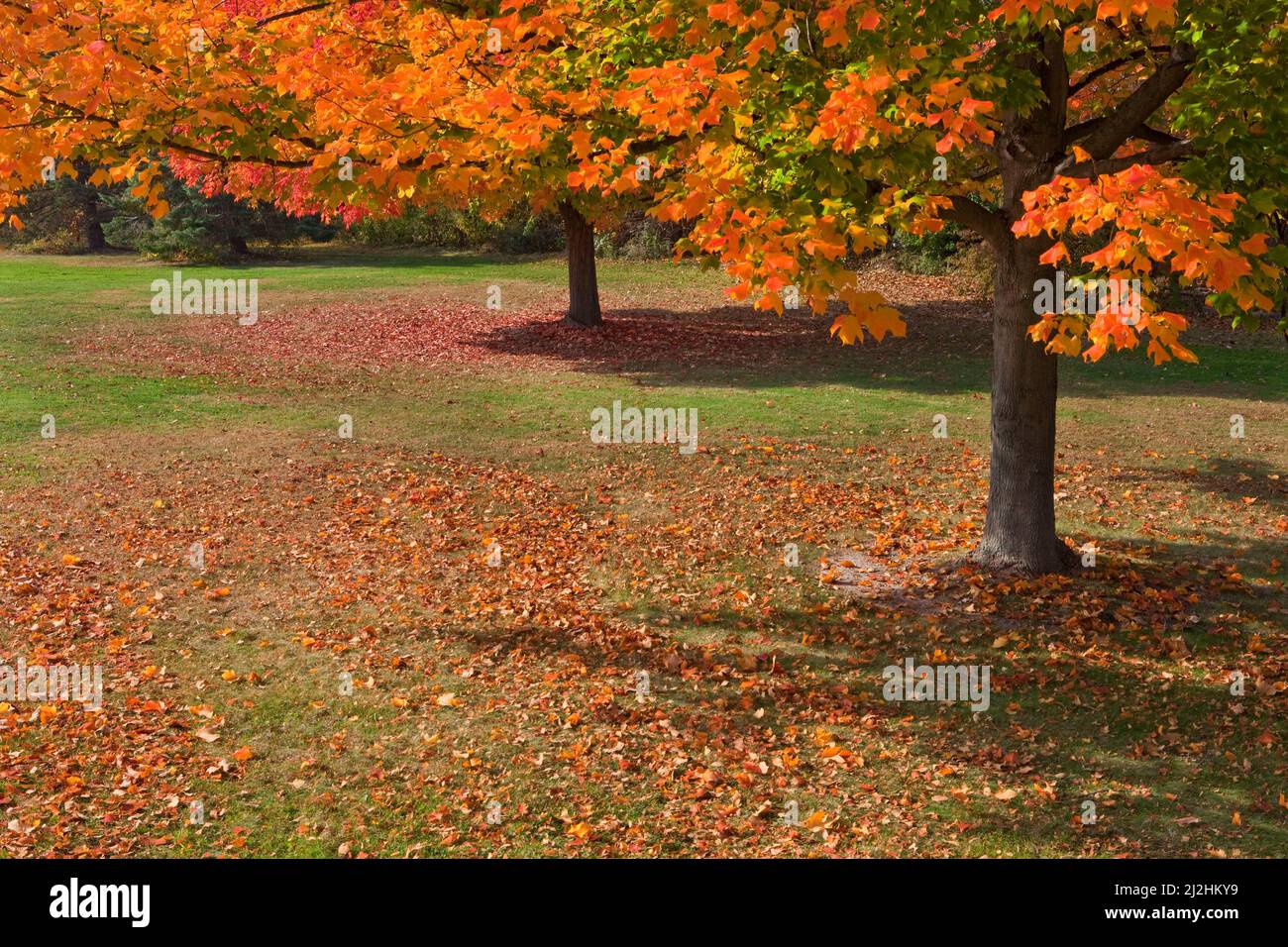 Colorful sugar maple trees in autumn, in Indiana Stock Photo - Alamy