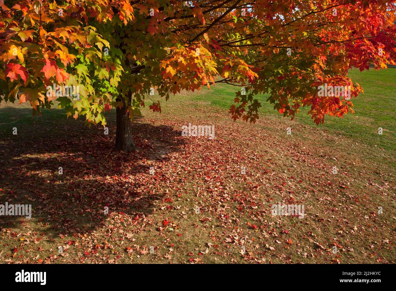 Colorful sugar maple trees in autumn, in Indiana Stock Photo - Alamy