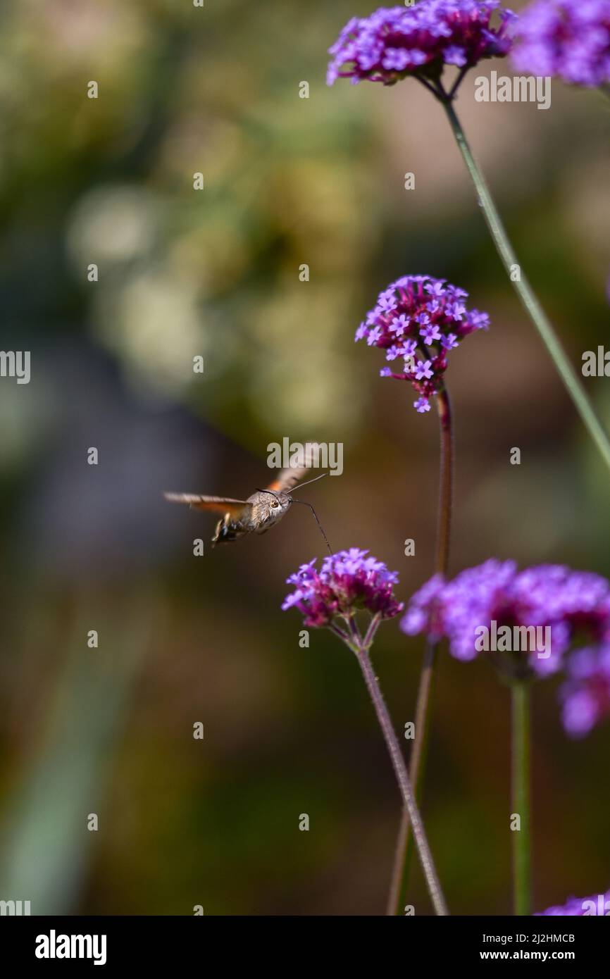 Hummingbird hawk moth verbena hi-res stock photography and images - Alamy