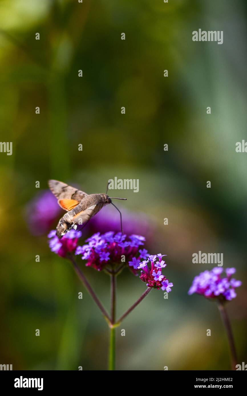Hummingbird hawk moth verbena hi-res stock photography and images - Alamy