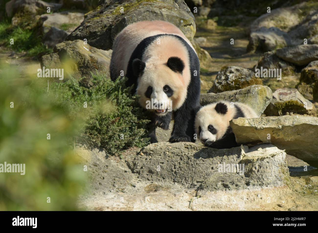 Young panda with his mother in nature in a park Stock Photo - Alamy