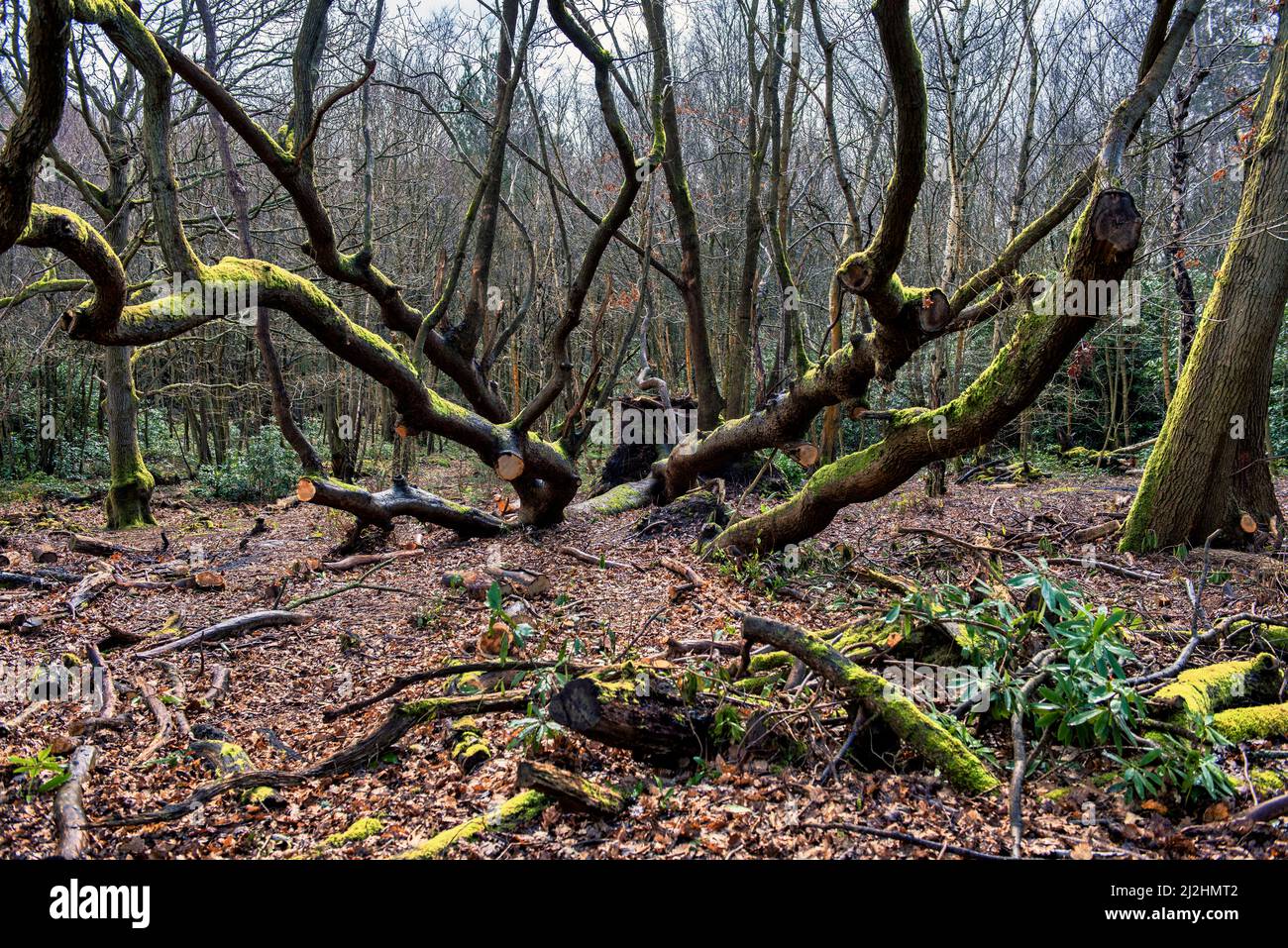 Moss covered trees in Platt near Tonbridge, Kent Stock Photo - Alamy