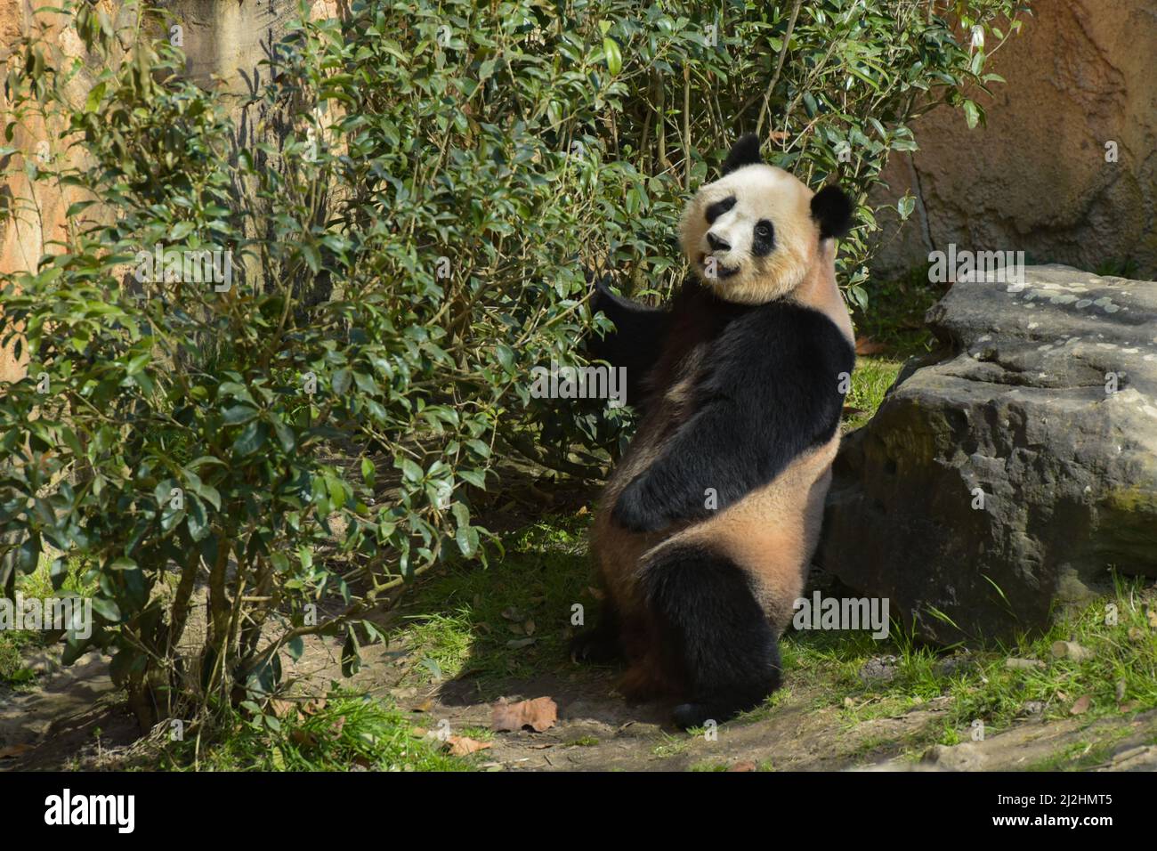 beautiful panda in nature in a park Stock Photo - Alamy