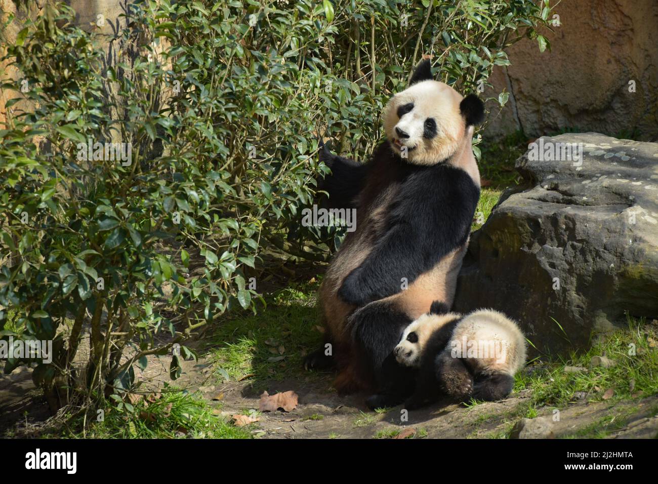 Young panda with his mother in nature in a park Stock Photo - Alamy