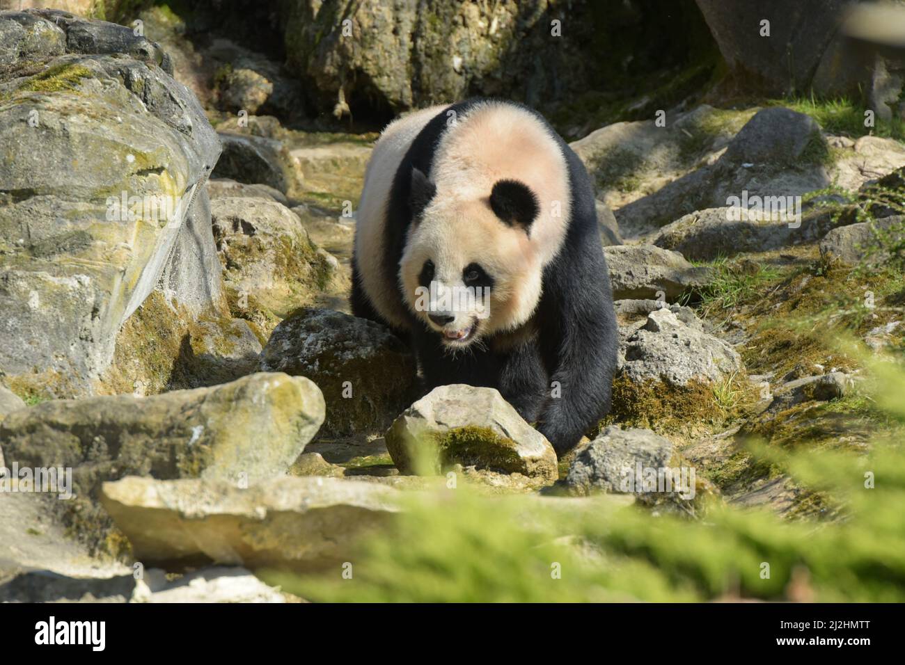 beautiful panda in nature in a park Stock Photo - Alamy