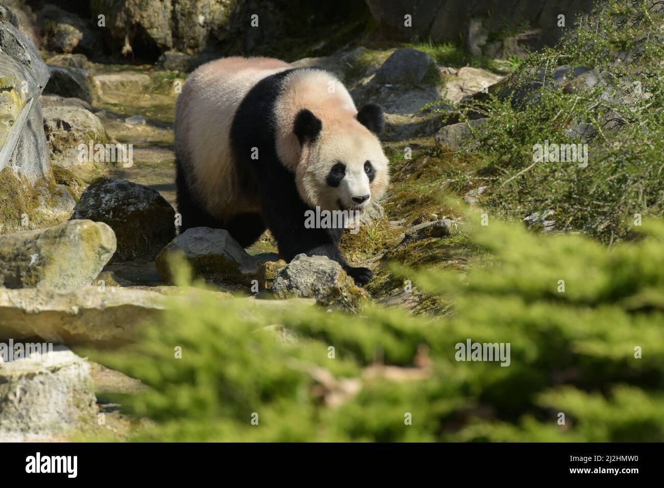 beautiful panda in nature in a park Stock Photo - Alamy