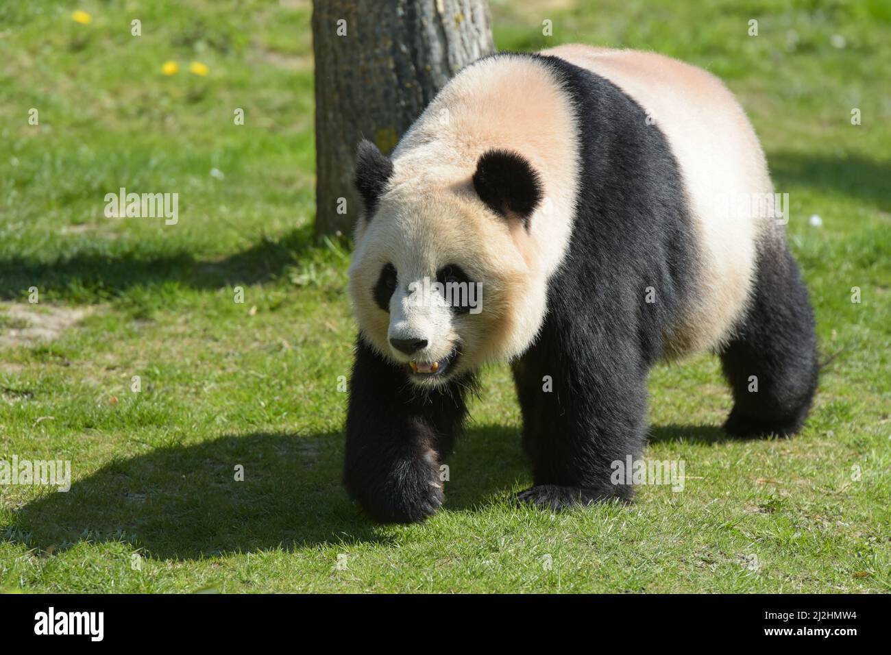 beautiful panda in nature in a park Stock Photo - Alamy