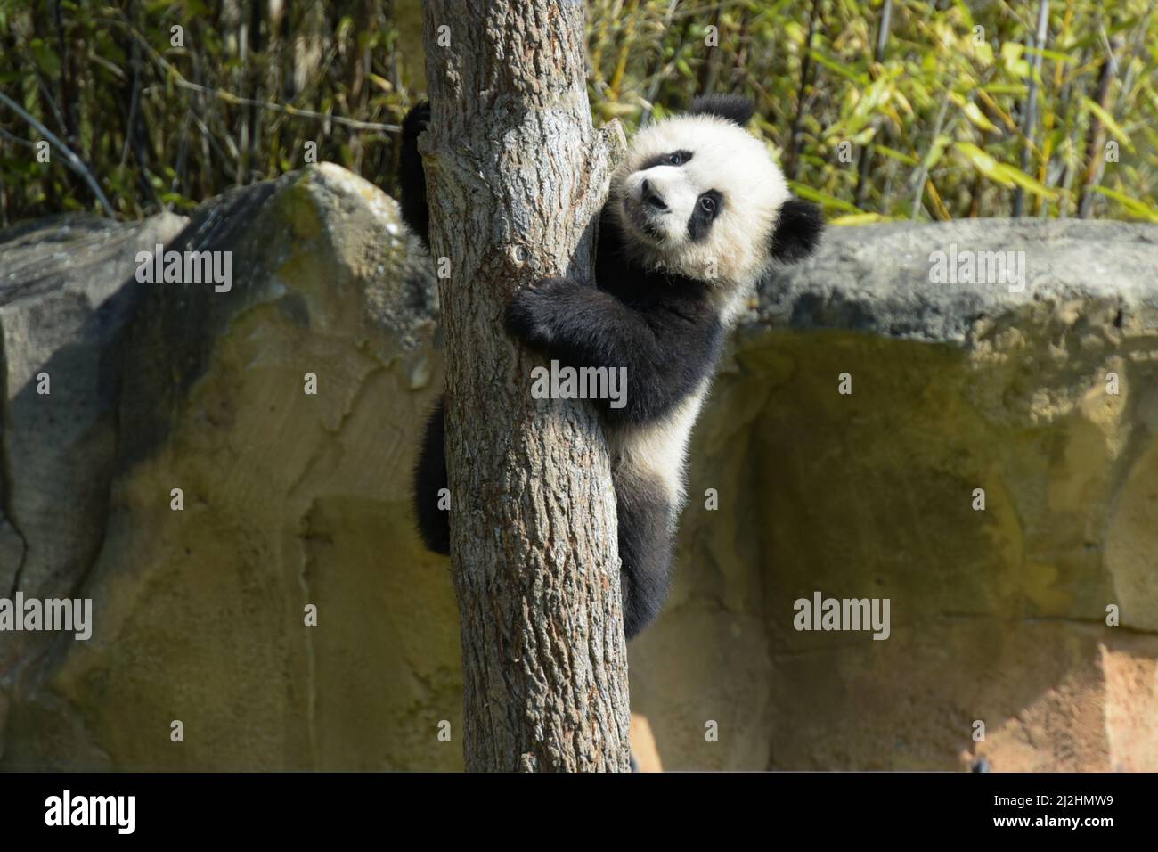 Baby panda in tree hi-res stock photography and images - Alamy
