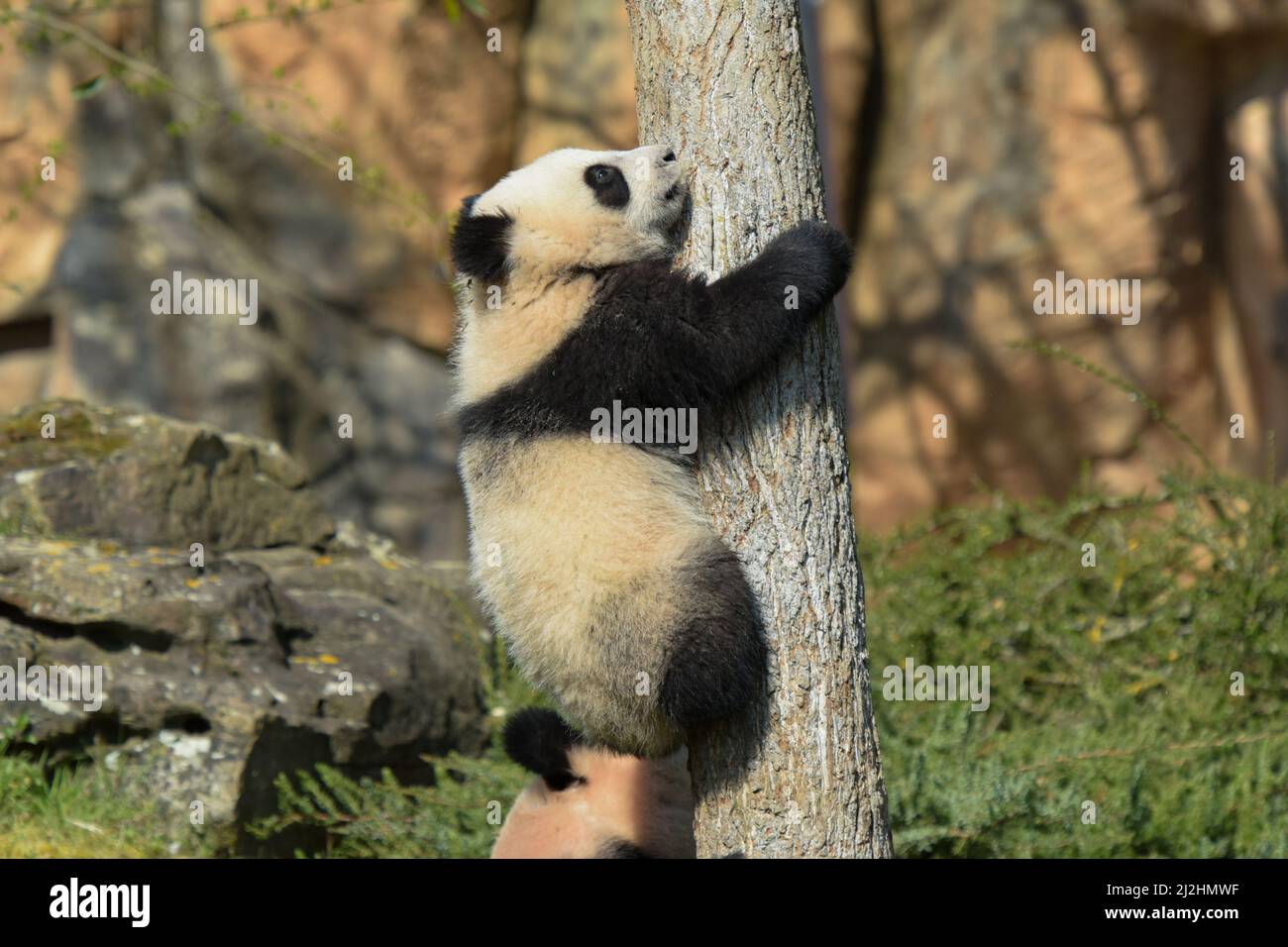 young panda climbing a tree in a park Stock Photo - Alamy