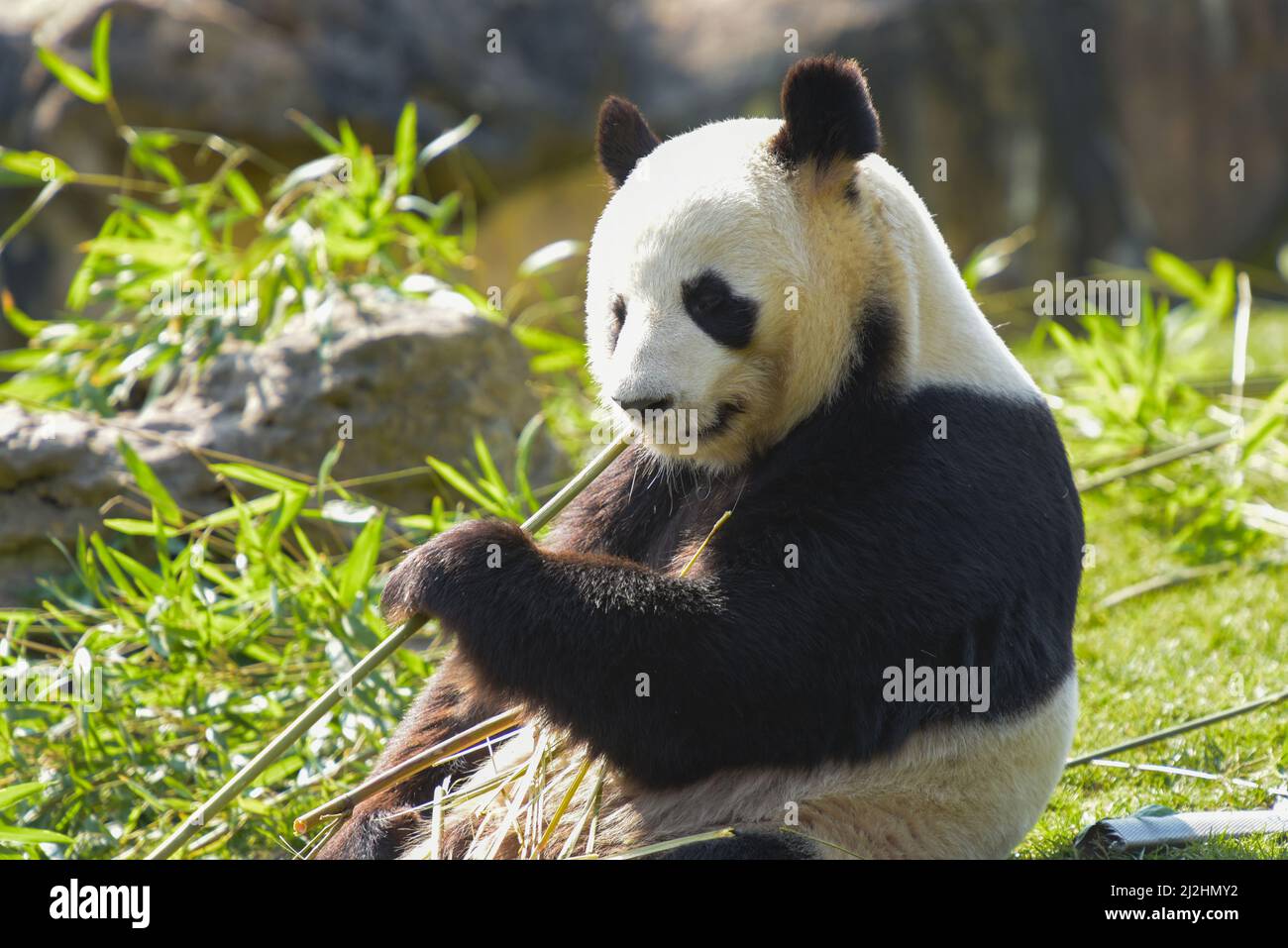 female panda eating bamboo in a park Stock Photo - Alamy