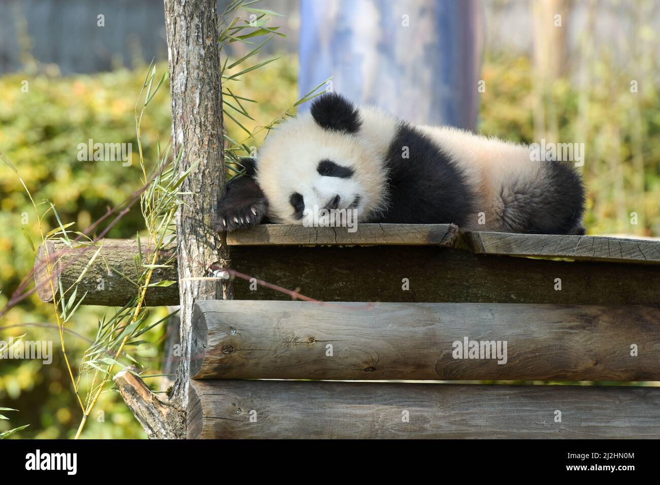 Cute Baby Pandas Sleeping