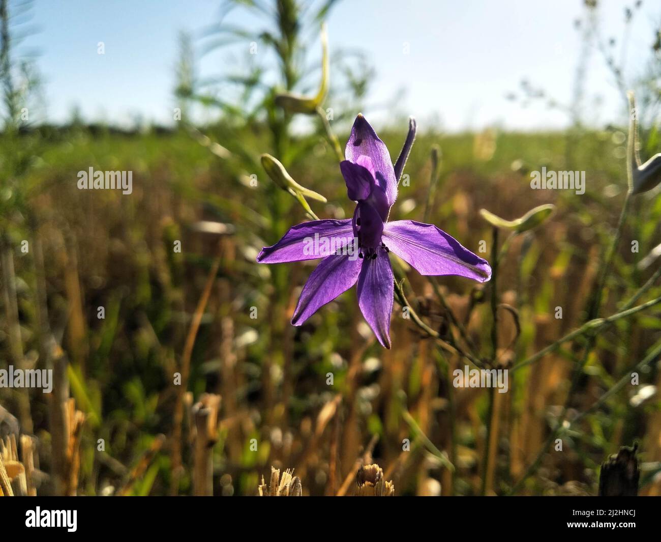 With field larkspur hi-res stock photography and images - Alamy