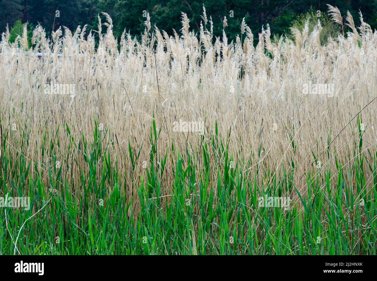 Closeup background of dense thickets of sedge plant on spring day Stock ...