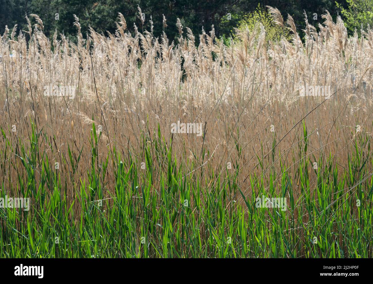 Closeup background of dense thickets of sedge plant on spring day Stock ...