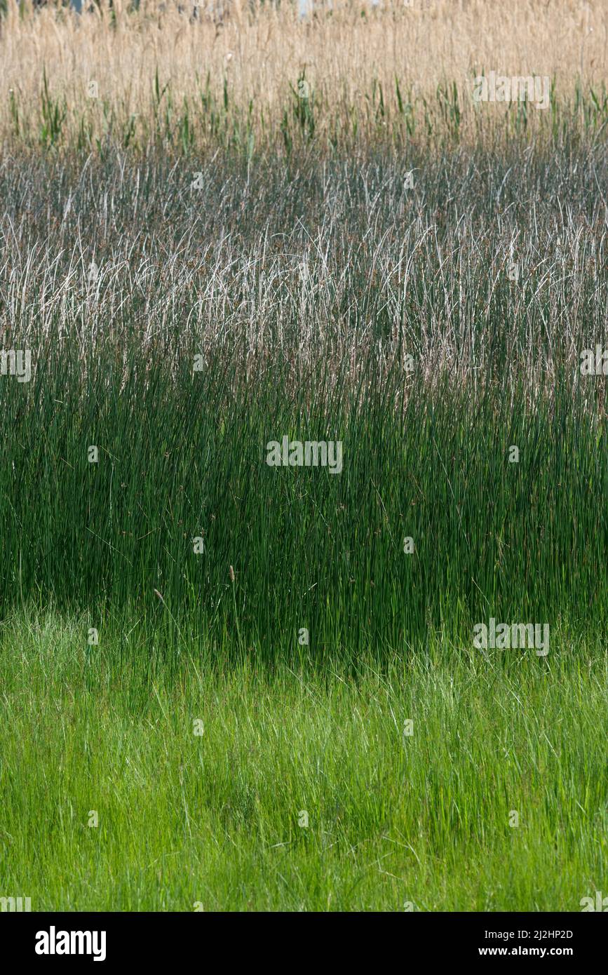 Closeup background of dense thickets of sedge plant on spring day Stock ...