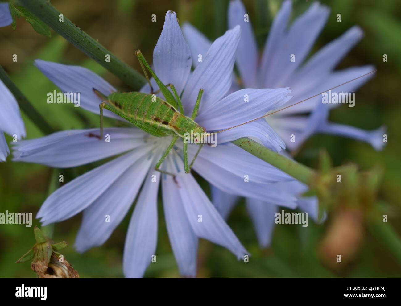 Called chicory coffee hi-res stock photography and images - Alamy