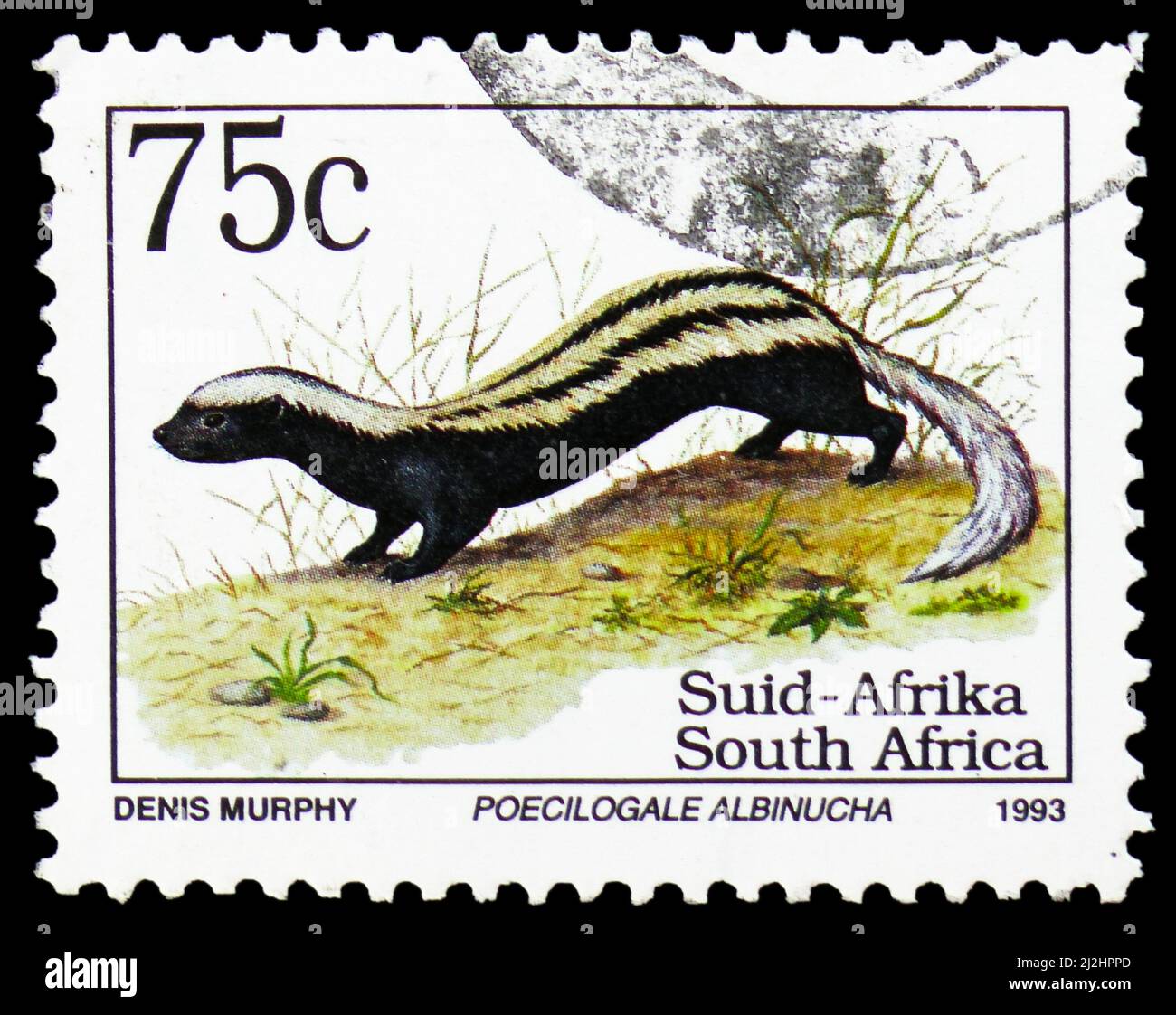 Poecilogale albinucha hi-res stock photography and images - Alamy