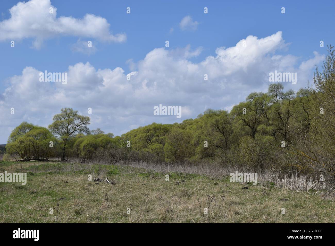 Wild meadow in countryside. Rural raising. Spring season, trees and ...