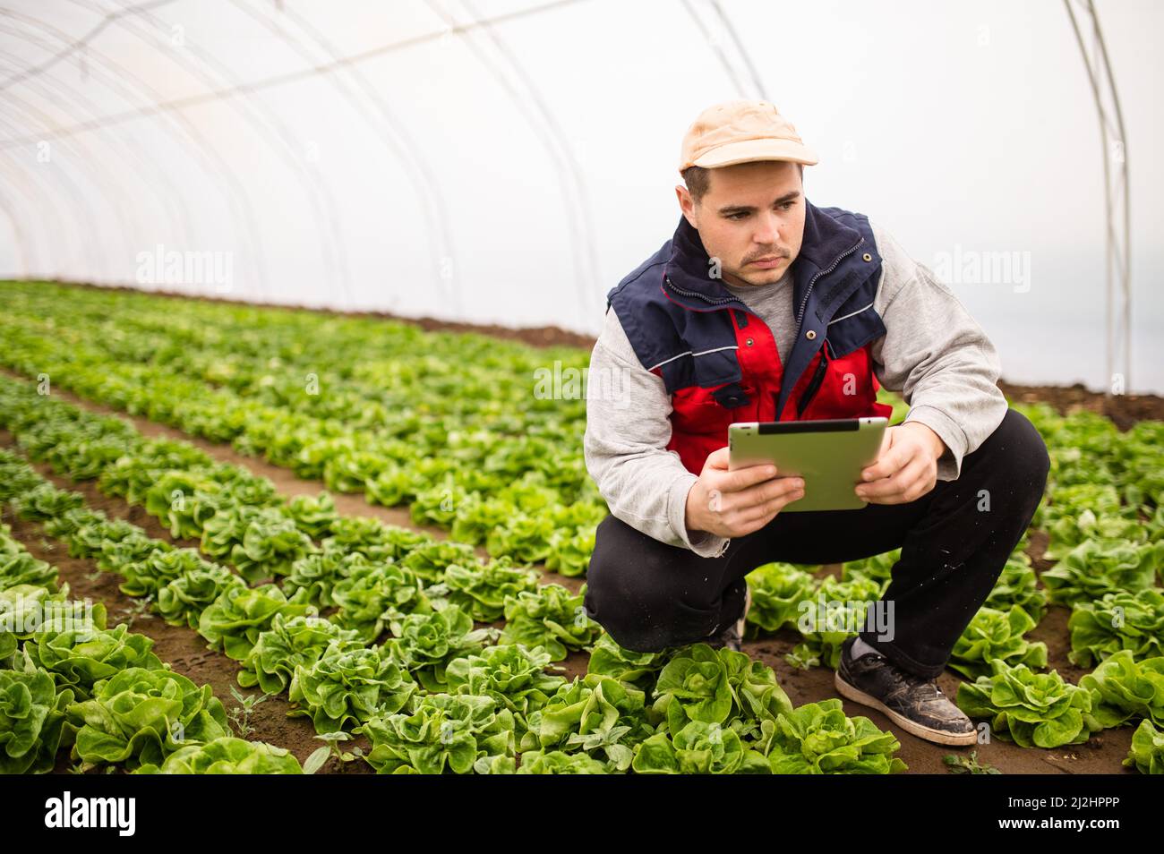 Male agronomist with tablet in hand that follows how salad grows ...