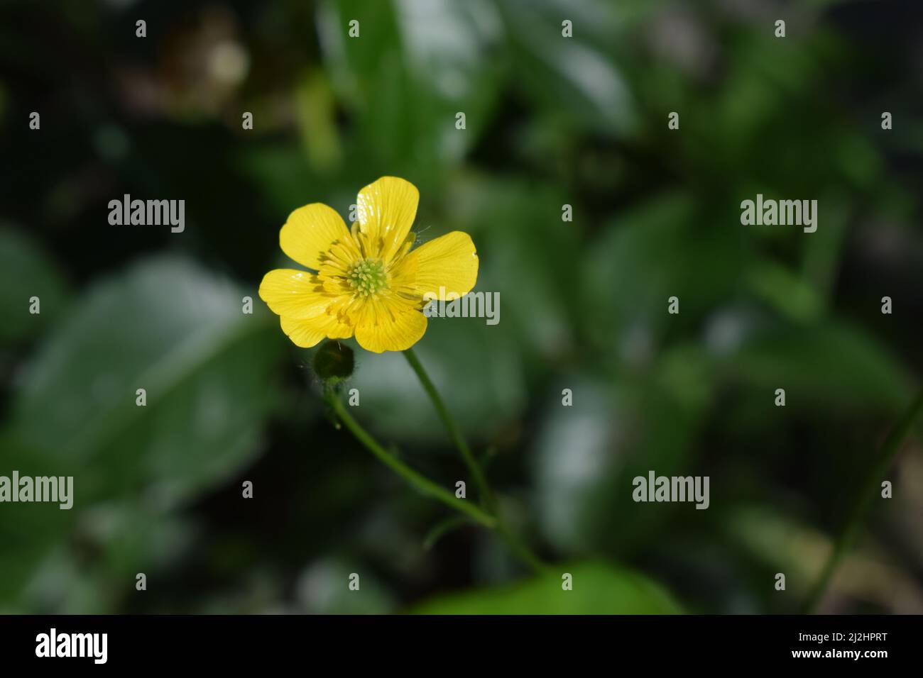 Ranunculus acris (meadow buttercup, tall buttercup, giant buttercup ...