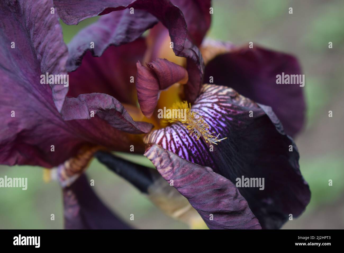 Maroon iris flower on a background of green grass in summer macro ...
