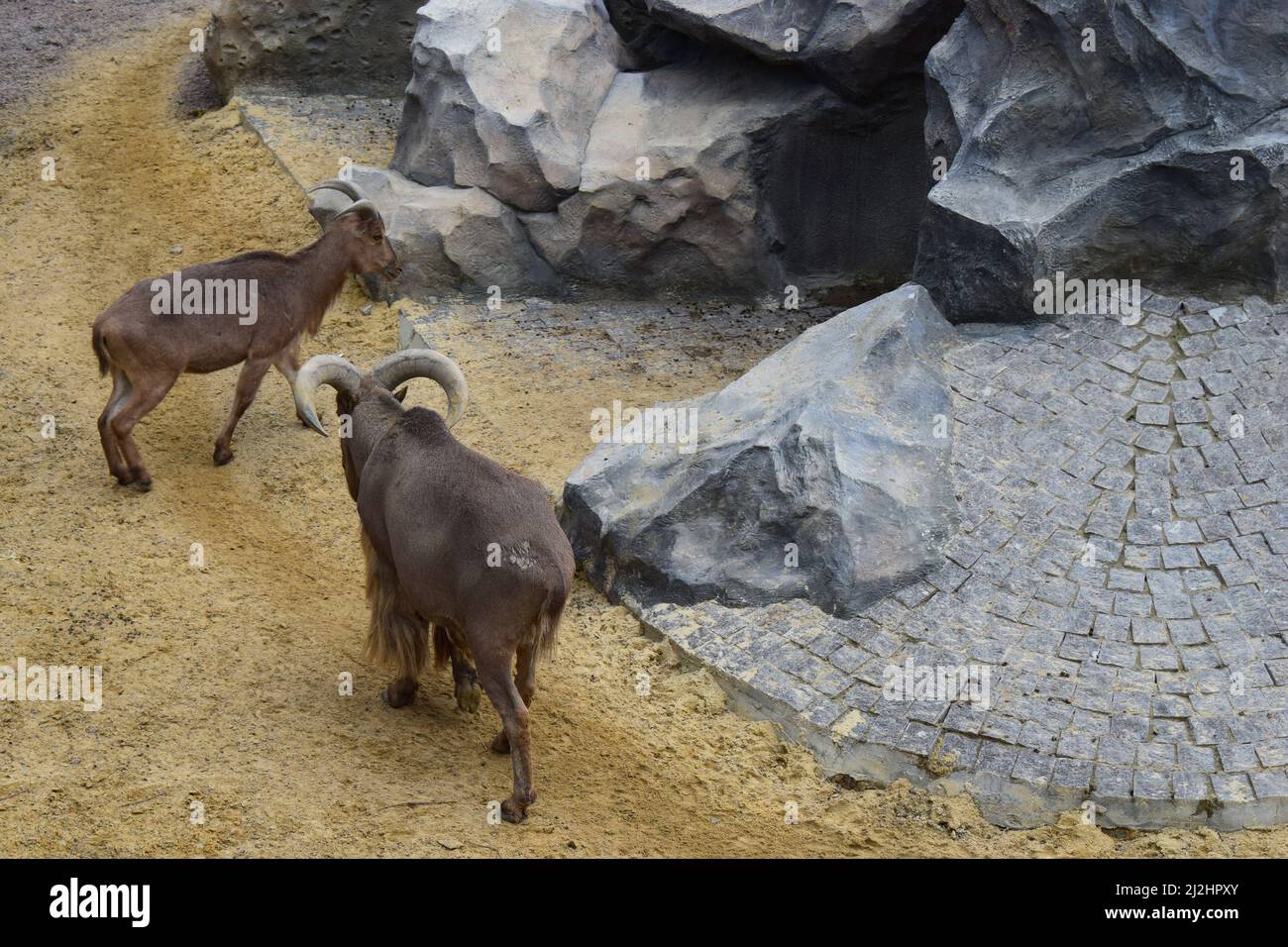 Mountain Goats in zoo. A group of mountain goats (Oreamnos americanus ...
