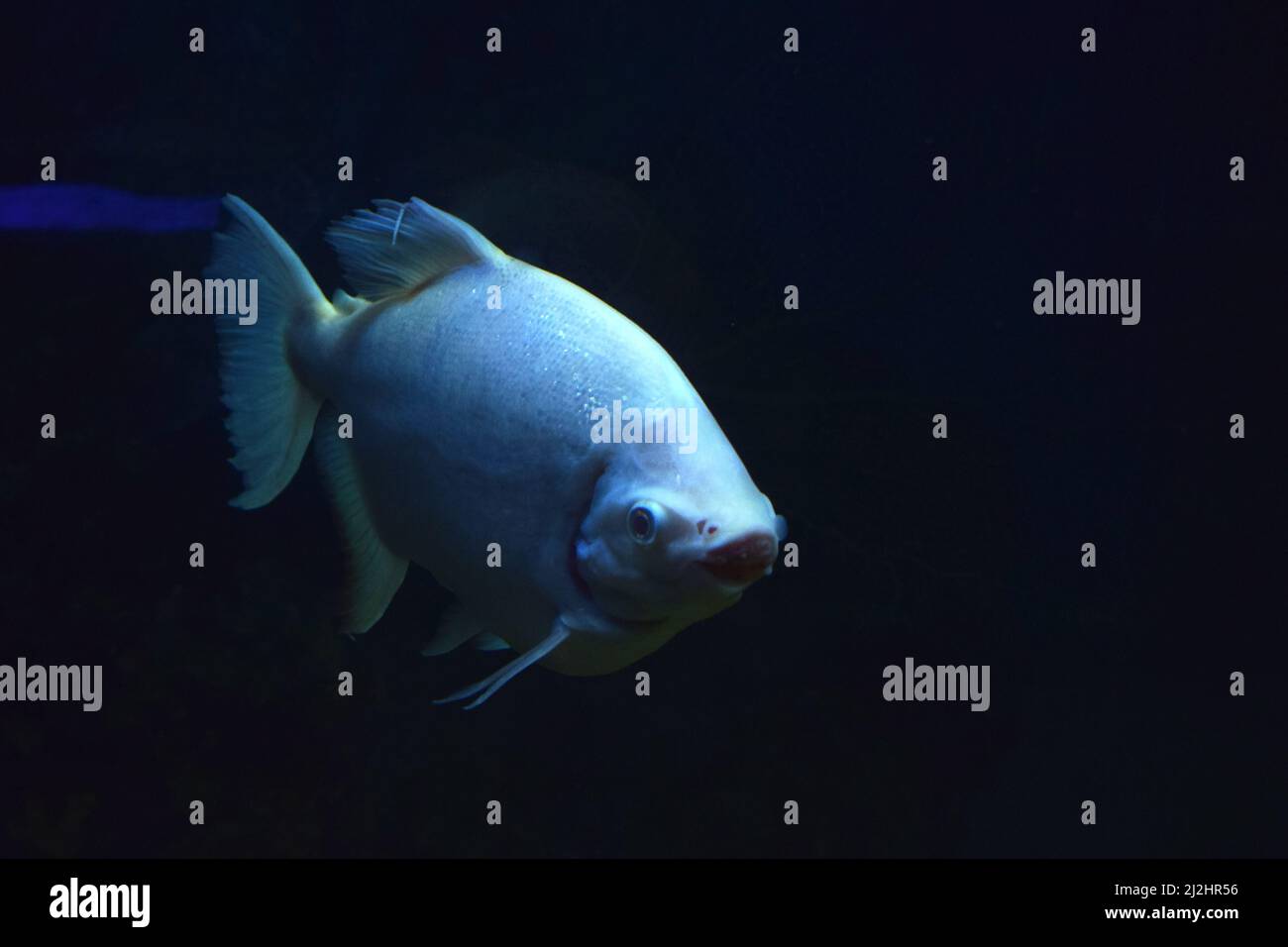 Tambaqui (Colossoma macropomum), also known as the giant pacu Stock ...