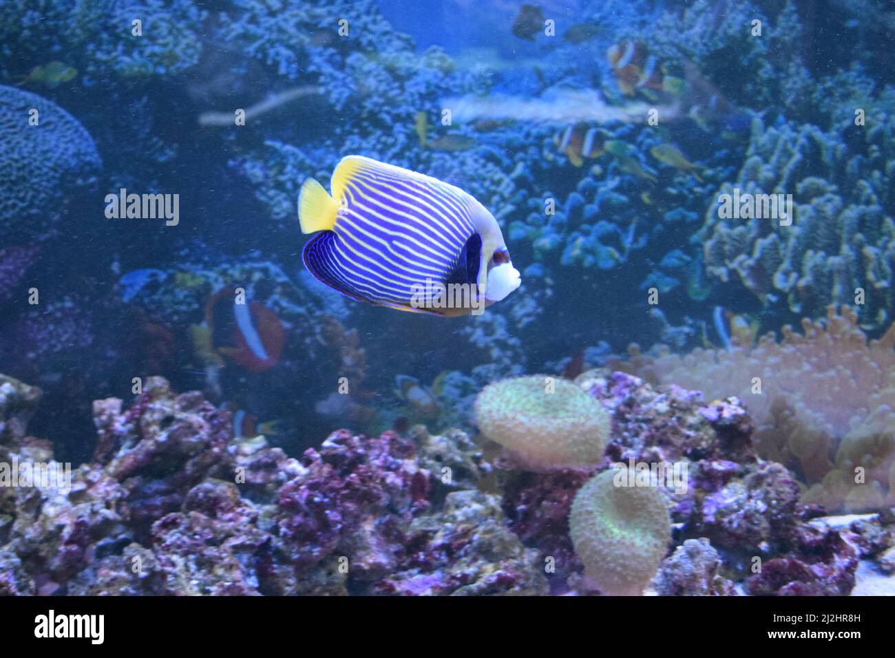 Tropical Fish-angel in reef tank. Fish-emperor is a reef-associated ...