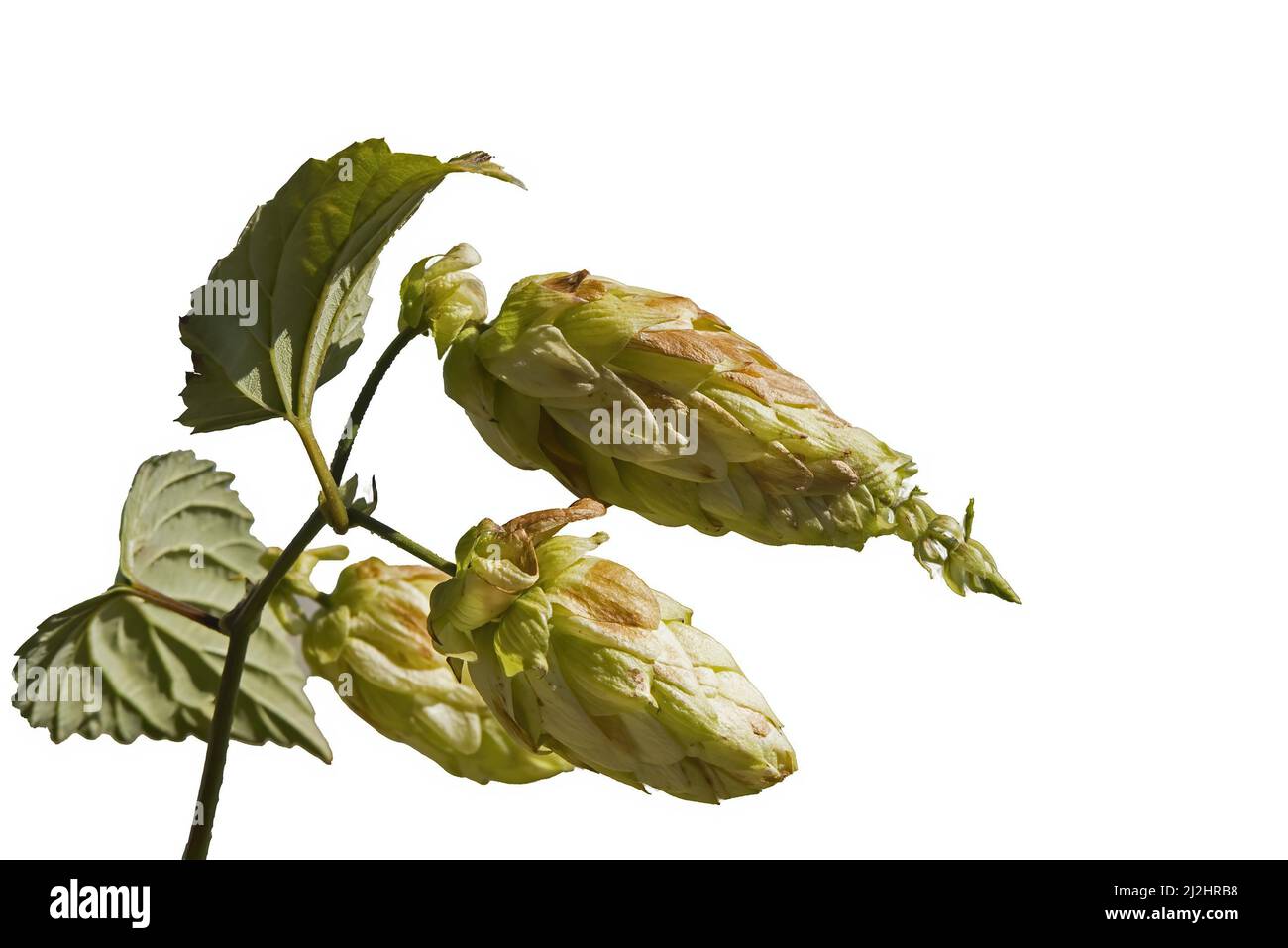flower of Humulus lupulus, lupulo, common hop or hops isolated on white ...