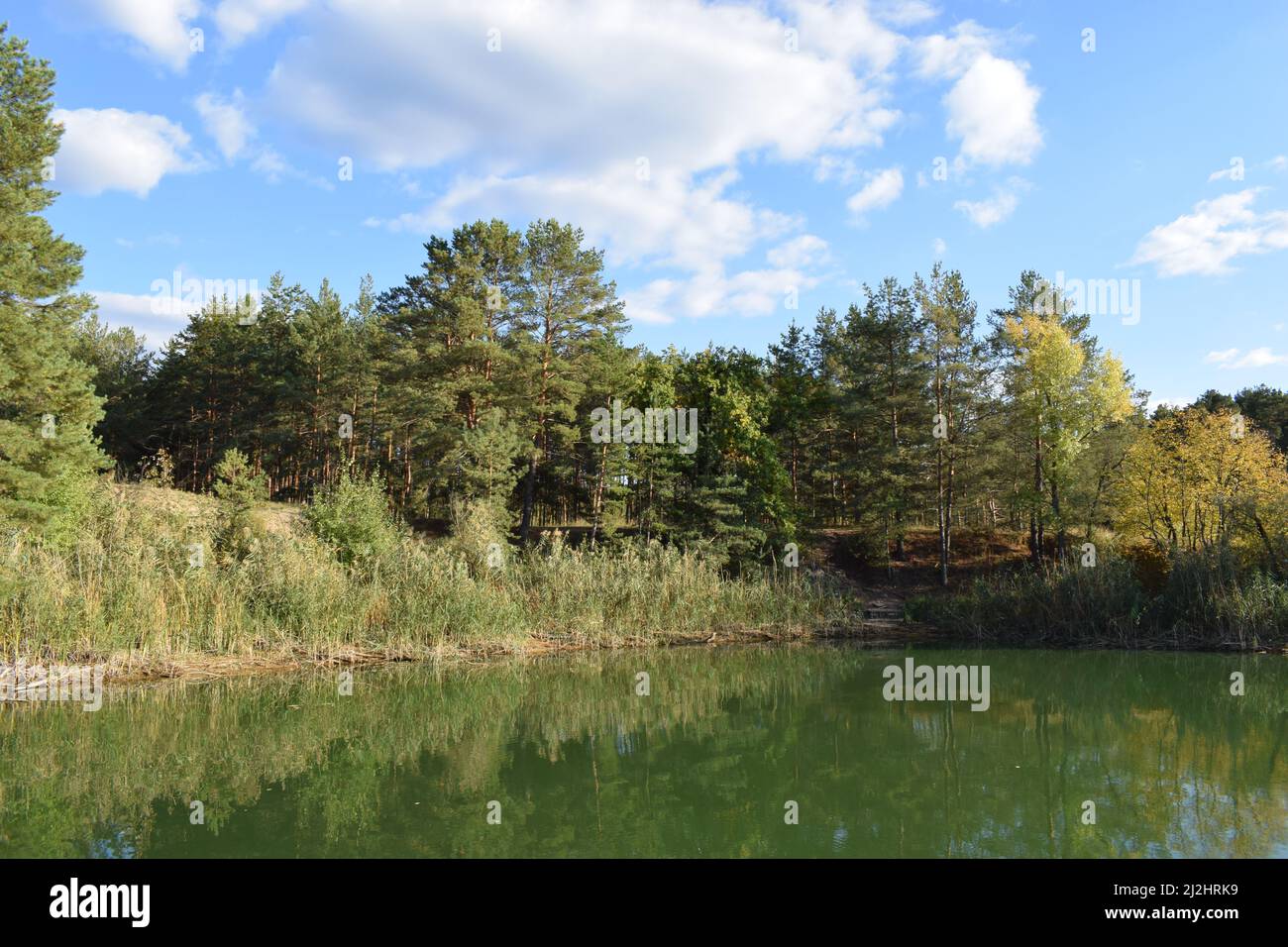 Small lake in the forest during summer day, Lake surrounded by green ...