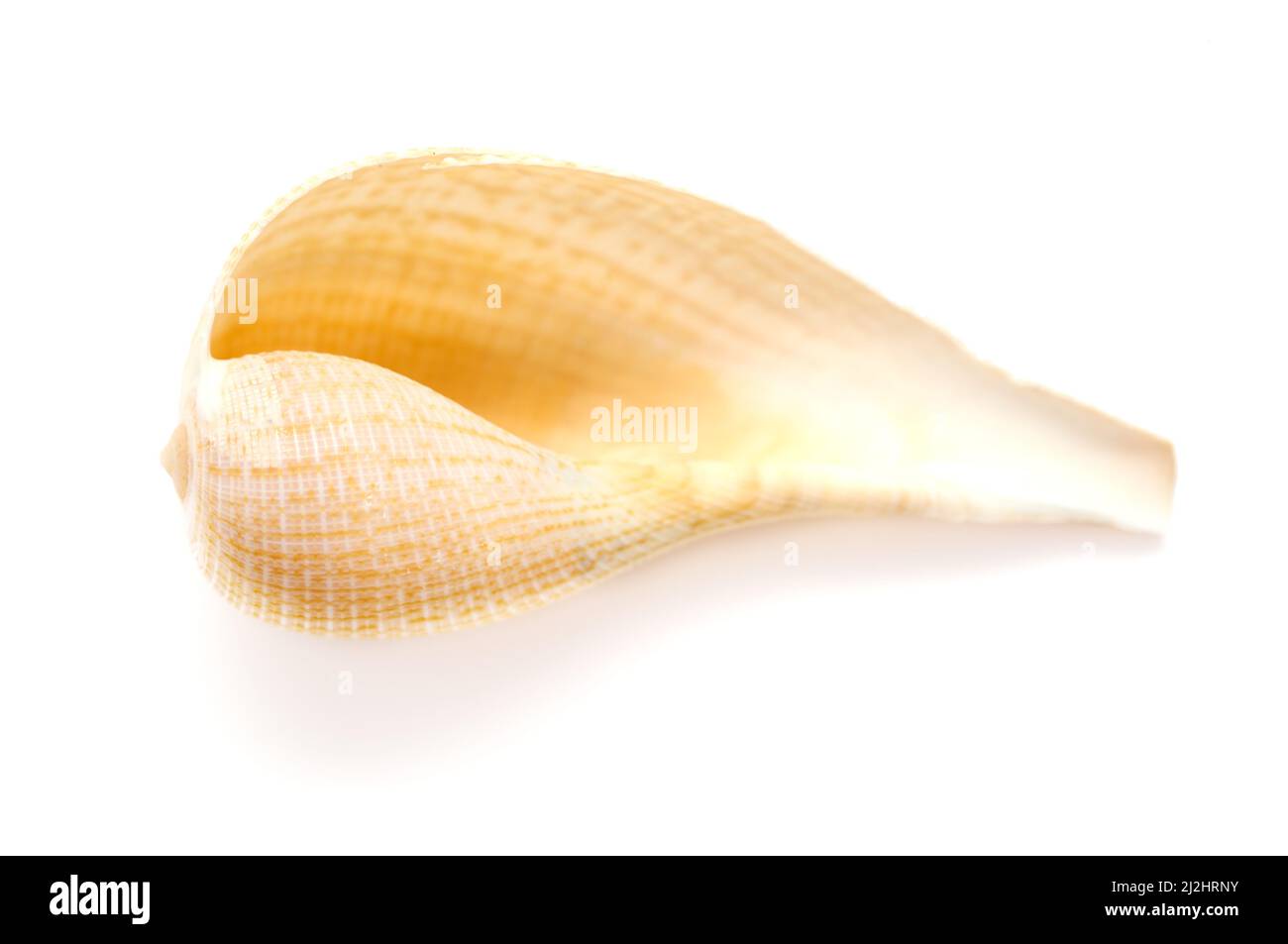 Light brown-orange fig shell isolated on on white background Stock ...