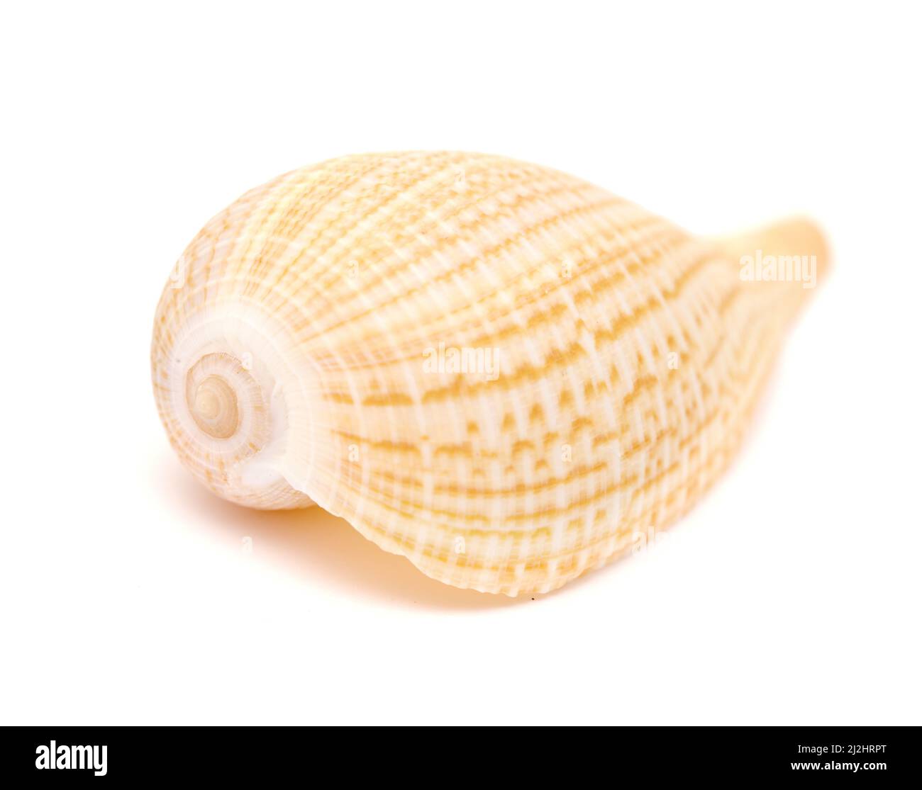 Light brown-orange fig shell isolated on on white background Stock ...