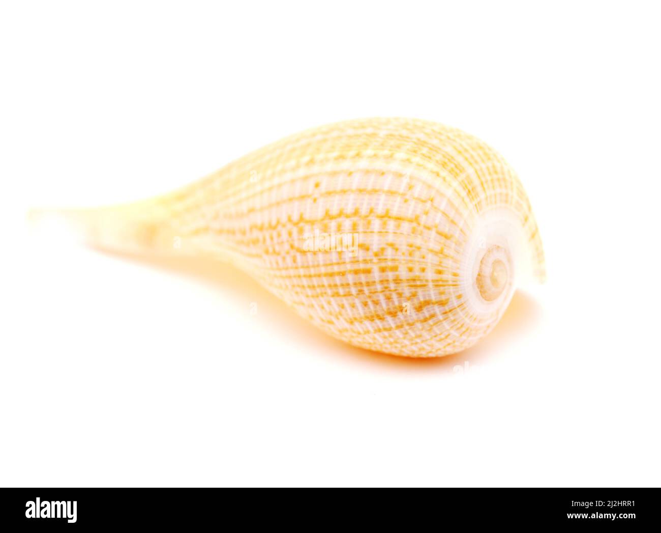 Light brown-orange fig shell isolated on on white background Stock ...