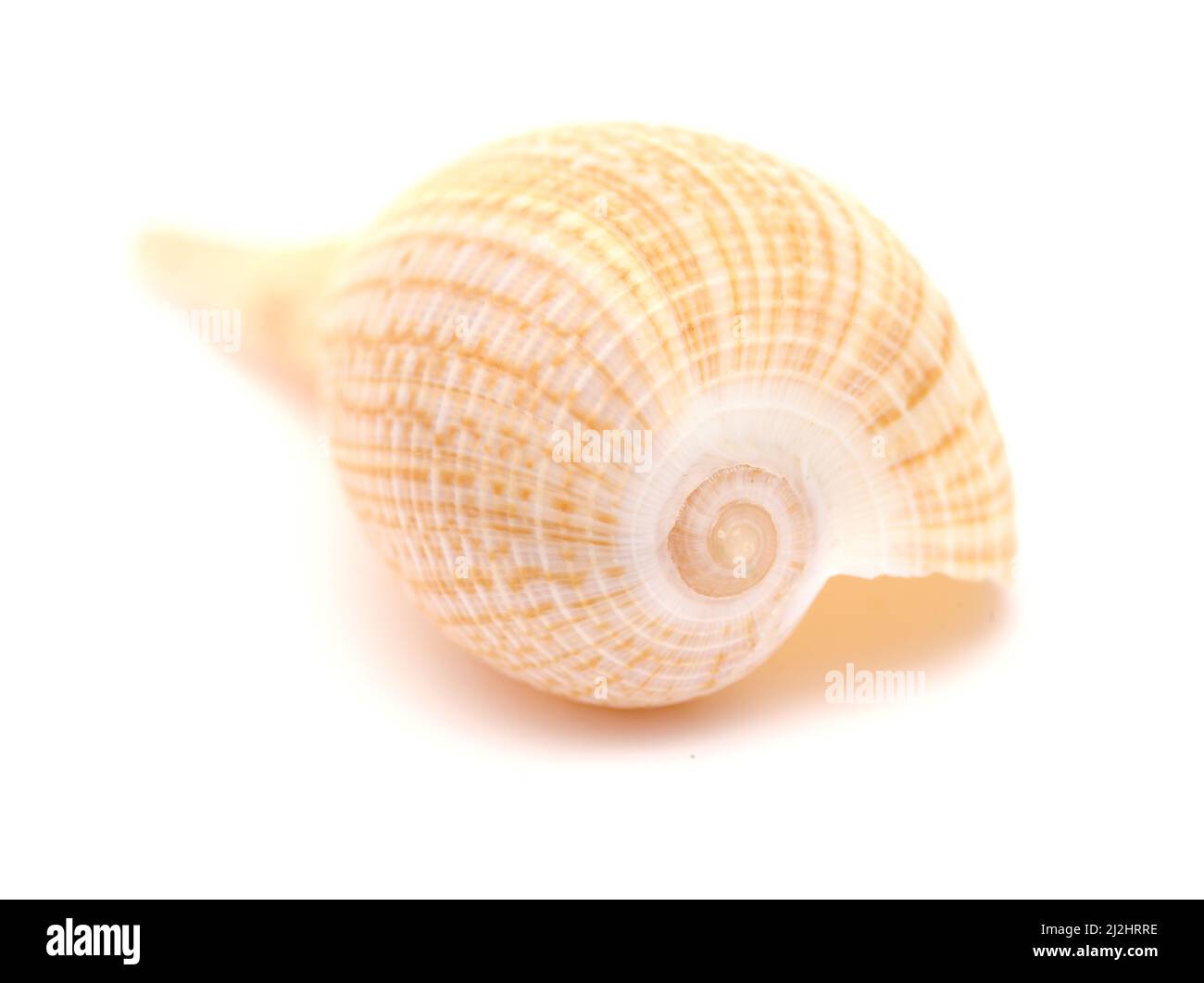 Light brown-orange fig shell isolated on on white background Stock ...