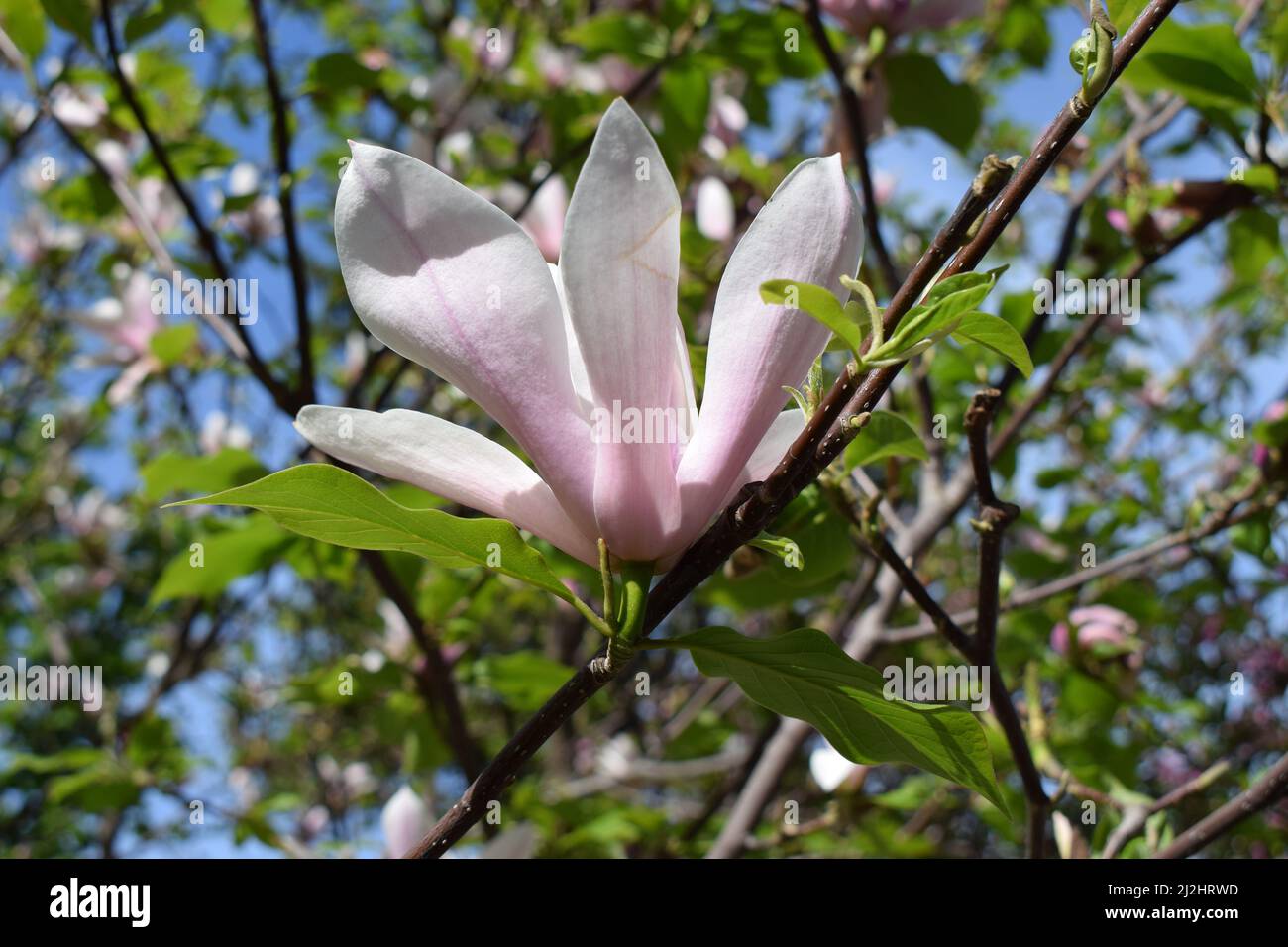 Bloomy magnolia tree with big pink flowers. Close-up view of purple ...