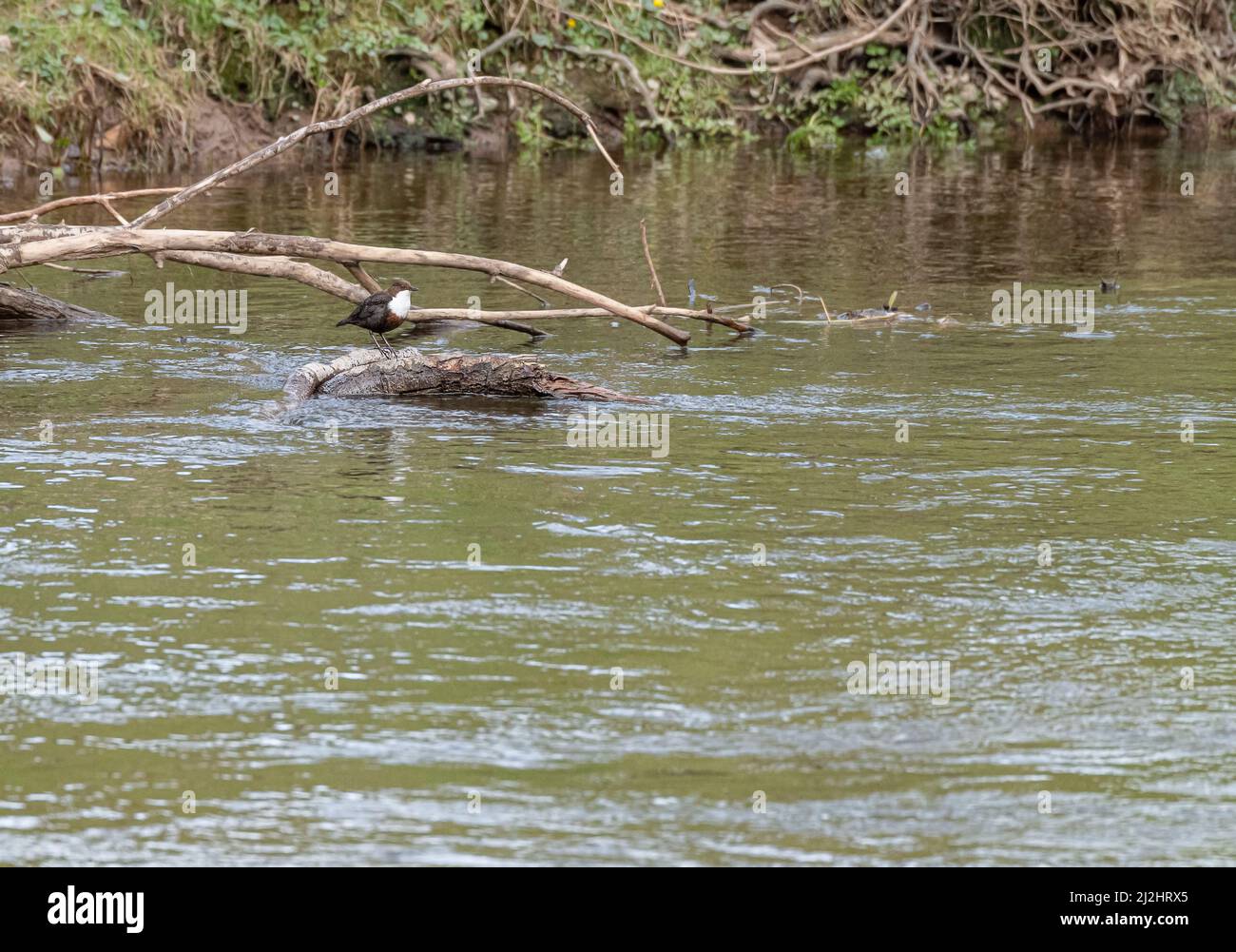 Dipper sitting on rock in the River Till in Northumberland, England ...