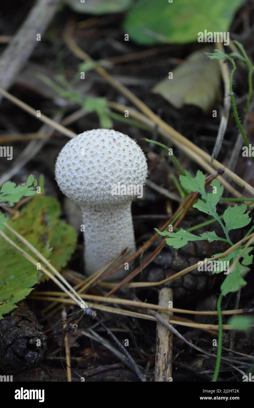 Lycoperdon perlatum, popularly known as the common puffball, emerging ...