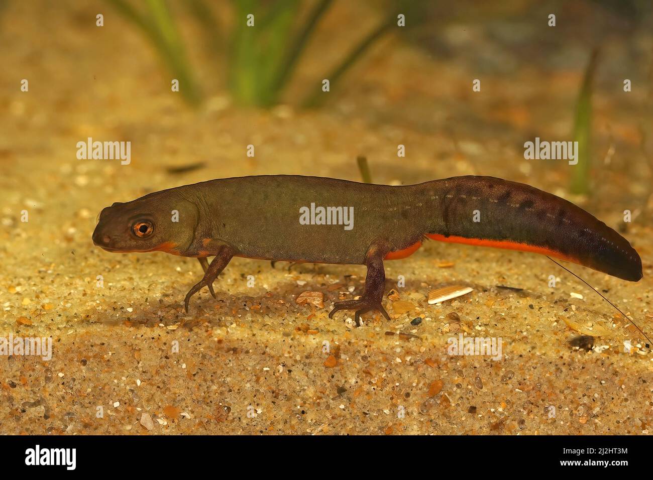 Closeup on a male of the critically endangered Chinese endemic Fuding ...
