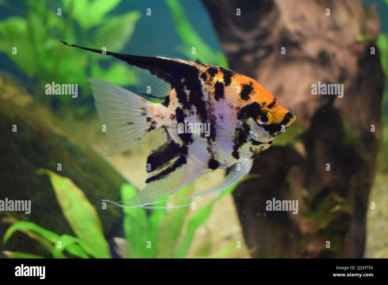 Koi Angelfish (Pterophyllum scalare) isolated in tank fish with blurred ...